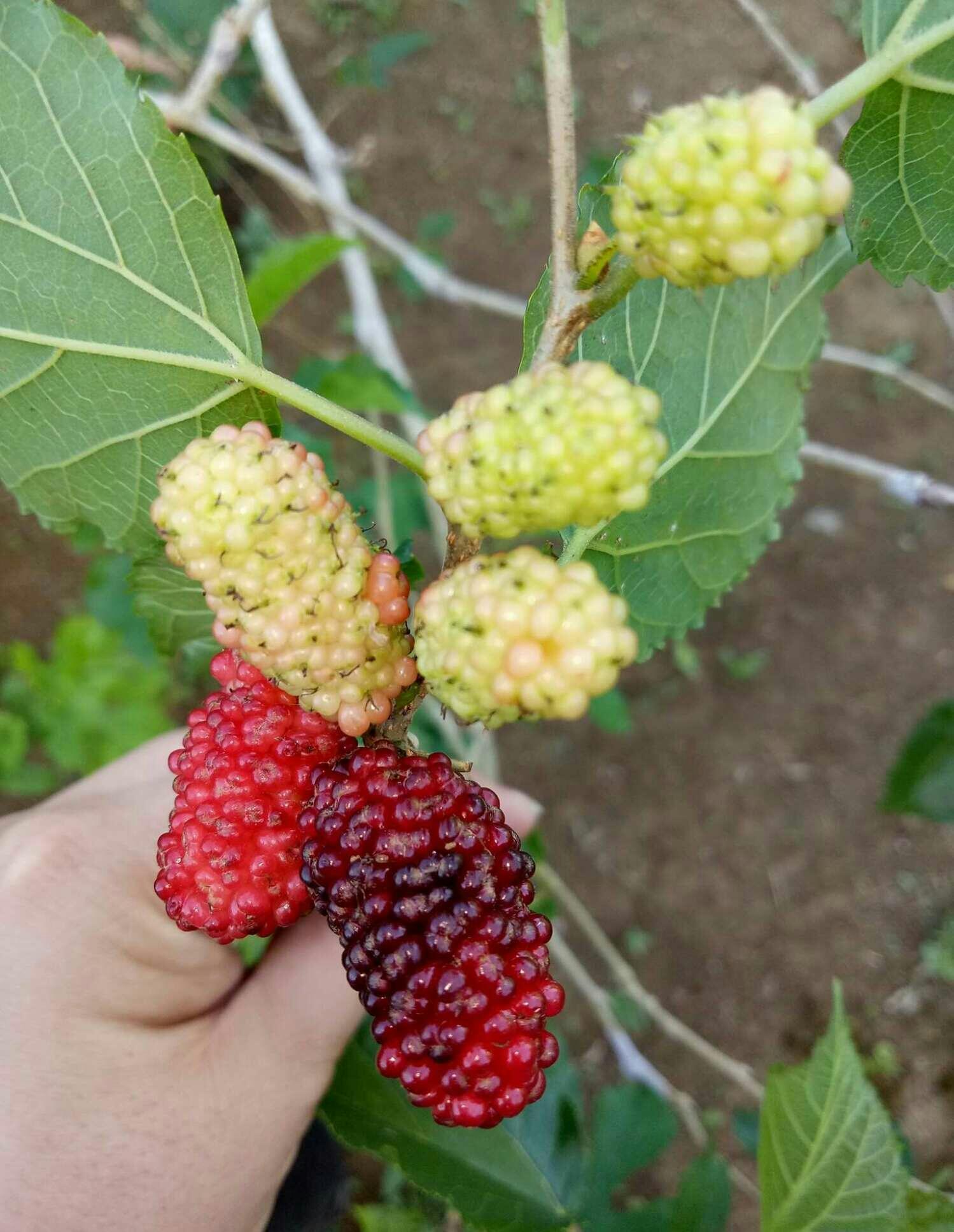 Persian Mulberry Cuttings | Lazada PH
