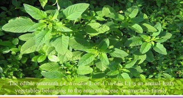 Kulitis-Chinese Spinach/Amaranth Seeds | Lazada PH