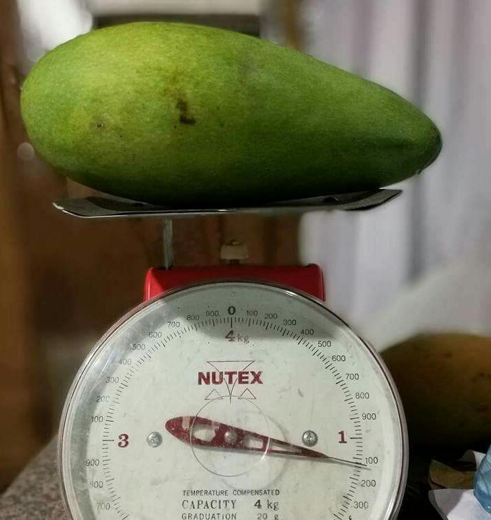 Giant Sweet Catimon Mango Seedling | Lazada PH