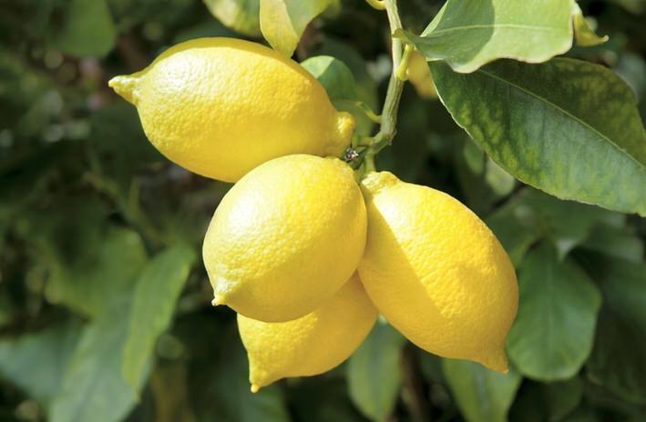 American Lemon Seeds | Lazada PH