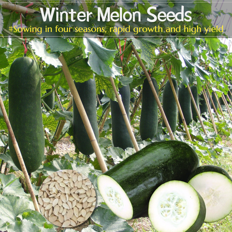 [100% Original Seed] Bonsai Winter Melon Seeds Organic Vegetable Seeds ...
