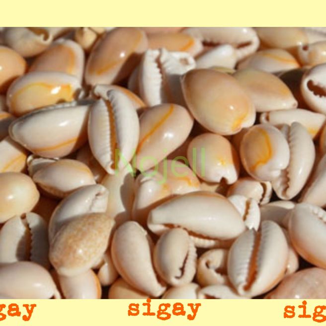 Sigay sea shell / sigay for sungka 100pcs. | Lazada PH