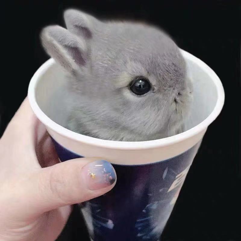 The little rabbit doesn't grow up alive. The little panda, the little ...