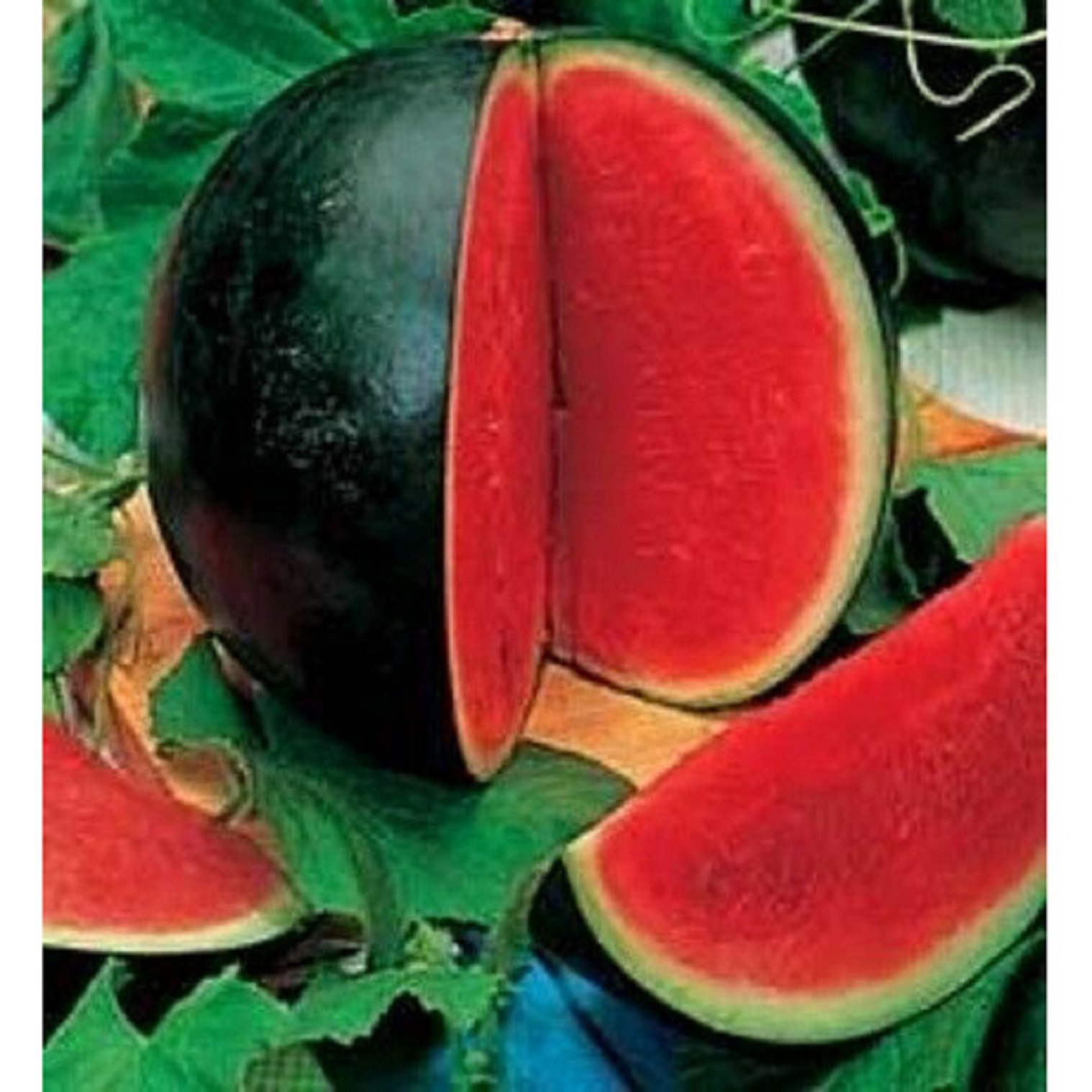 PAKWAN SEED`S "WATERMELON" (SUGAR BABY) SEEDLESS | Lazada PH