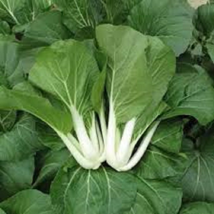 PECHAY SEED`S 30 - 40 DAYS TO HARVEST | Lazada PH