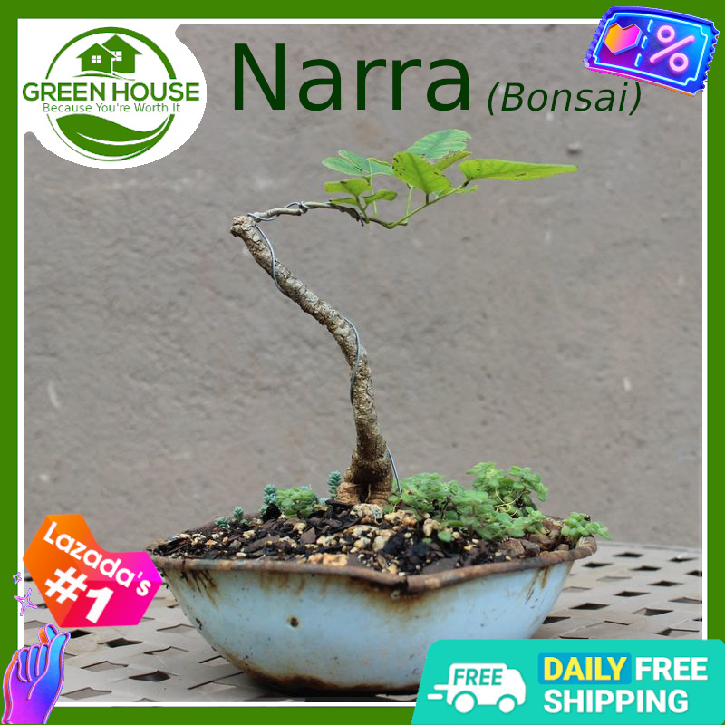Narra Tree Plant