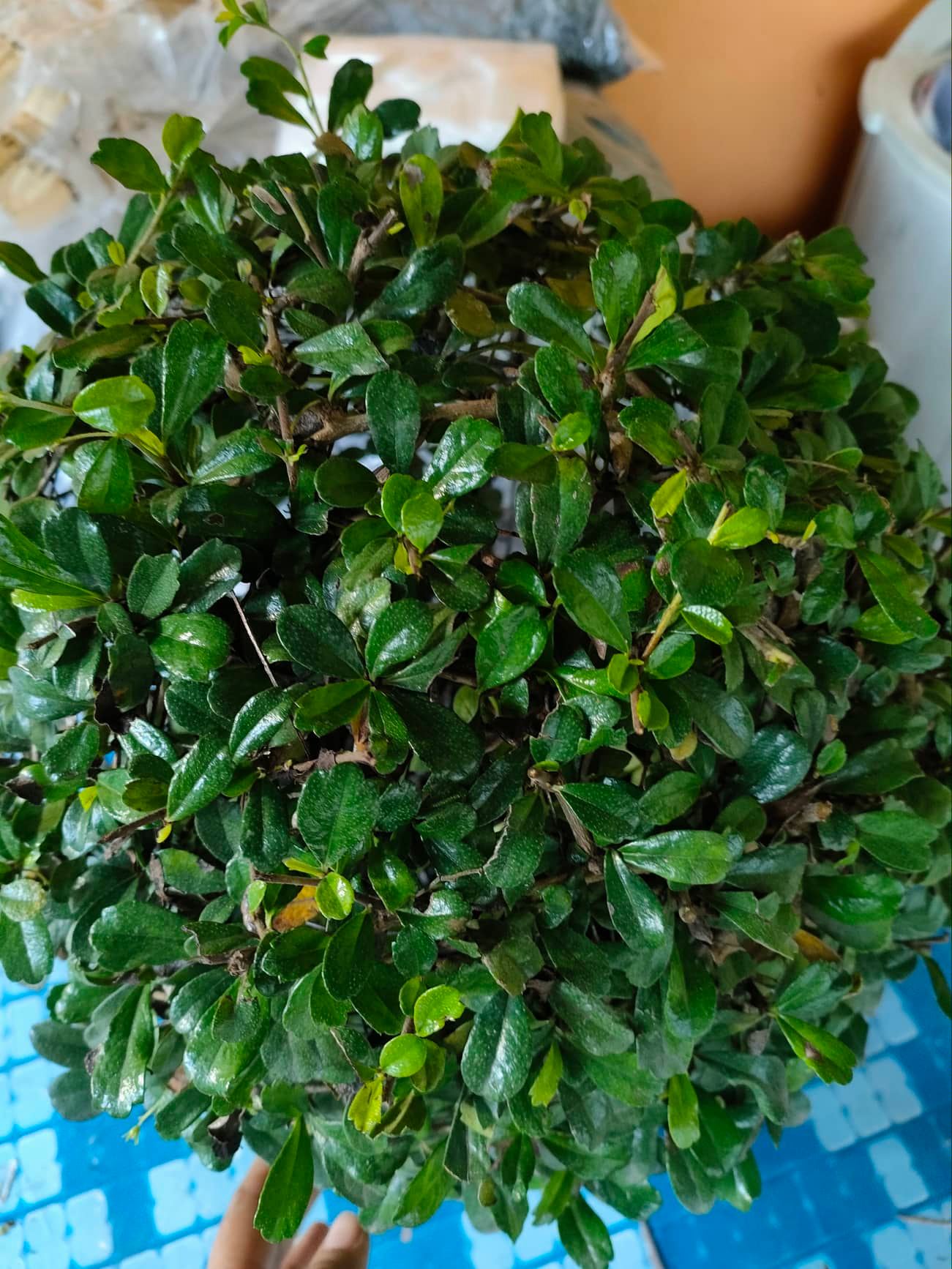 ROUND and DIFFERENT DESIGN TSAANG GUBAT - ROOTED OUTDOOR PLANT FOR ...