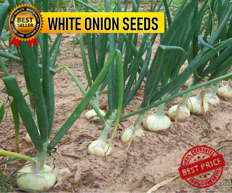 (30 SEEDS) WHITE ONION SEEDS/WHITE PIRATE/FARMING/GARDENING/HYBRID/EASY ...