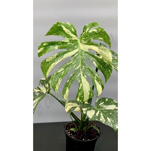 Monstera Deliciosa Thai Constellation Seeds (Mother Plant MD Thai Cons ...