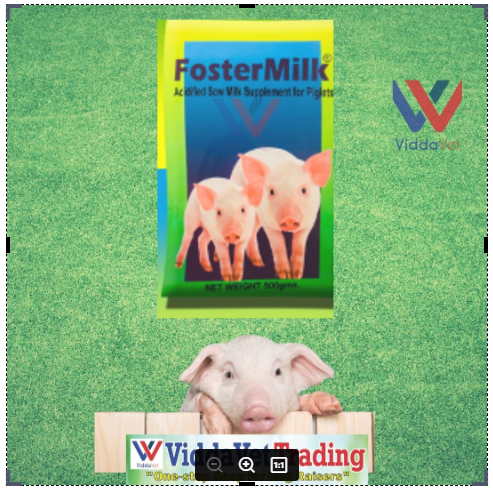 LIVESTOCK 500grams Foster Milk for Piglets, Animals Pets Viddavet ...