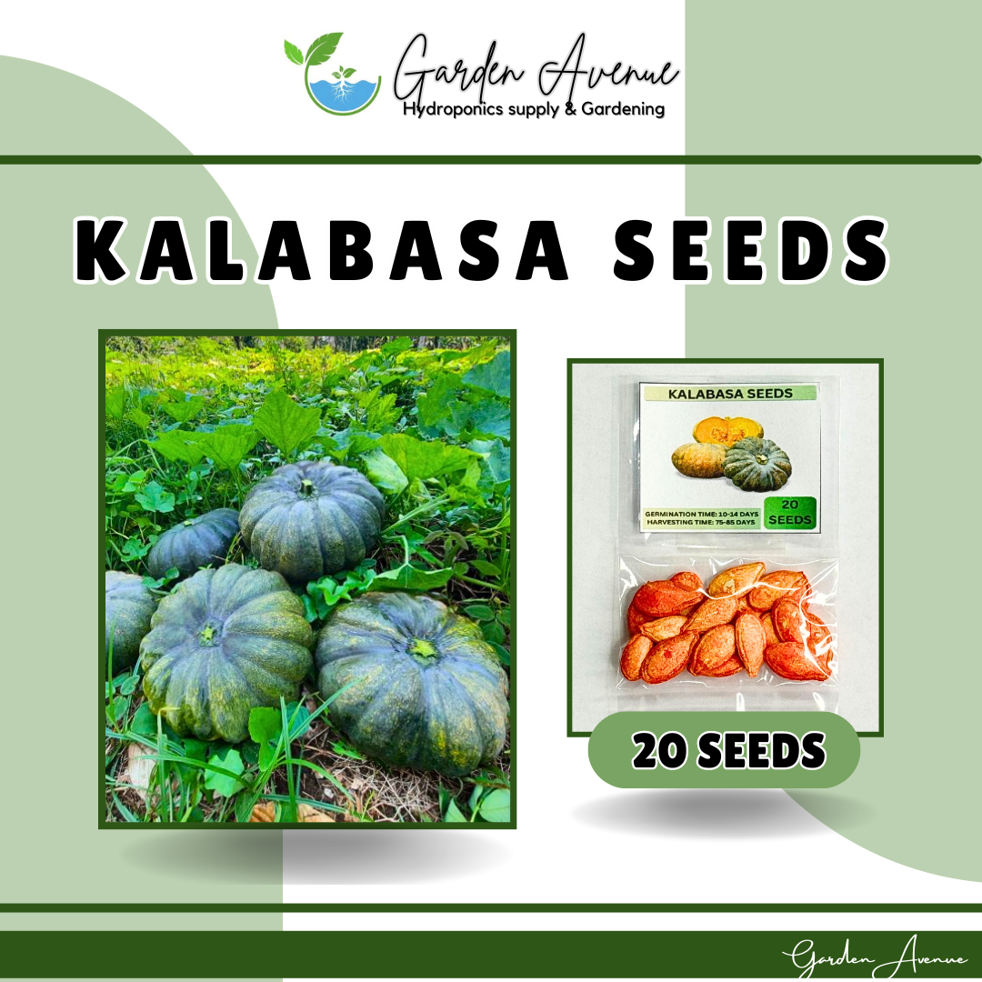 KALABASA (20pcs seeds) ROSALINDA F1 VARIETY/EASY TO GROW/ MORE HARVEST ...