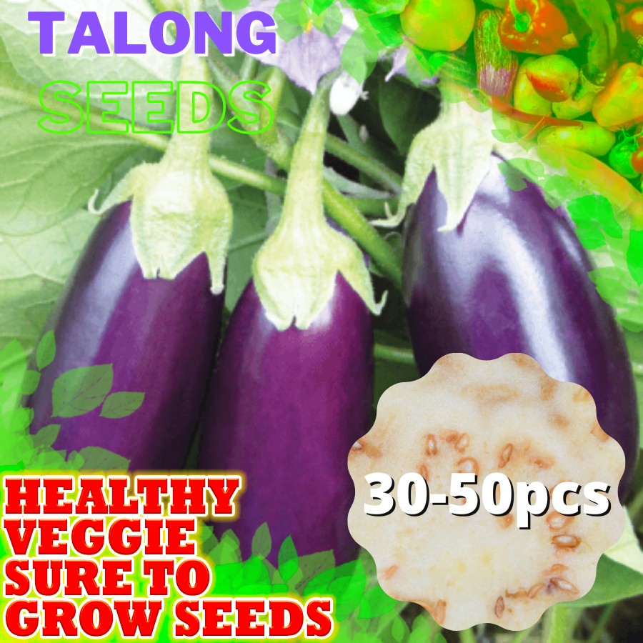 BUY 1 TAKE 1 pack(30-50pcs) Eggplant/Talong Seeds (Lahat ng Variety ...