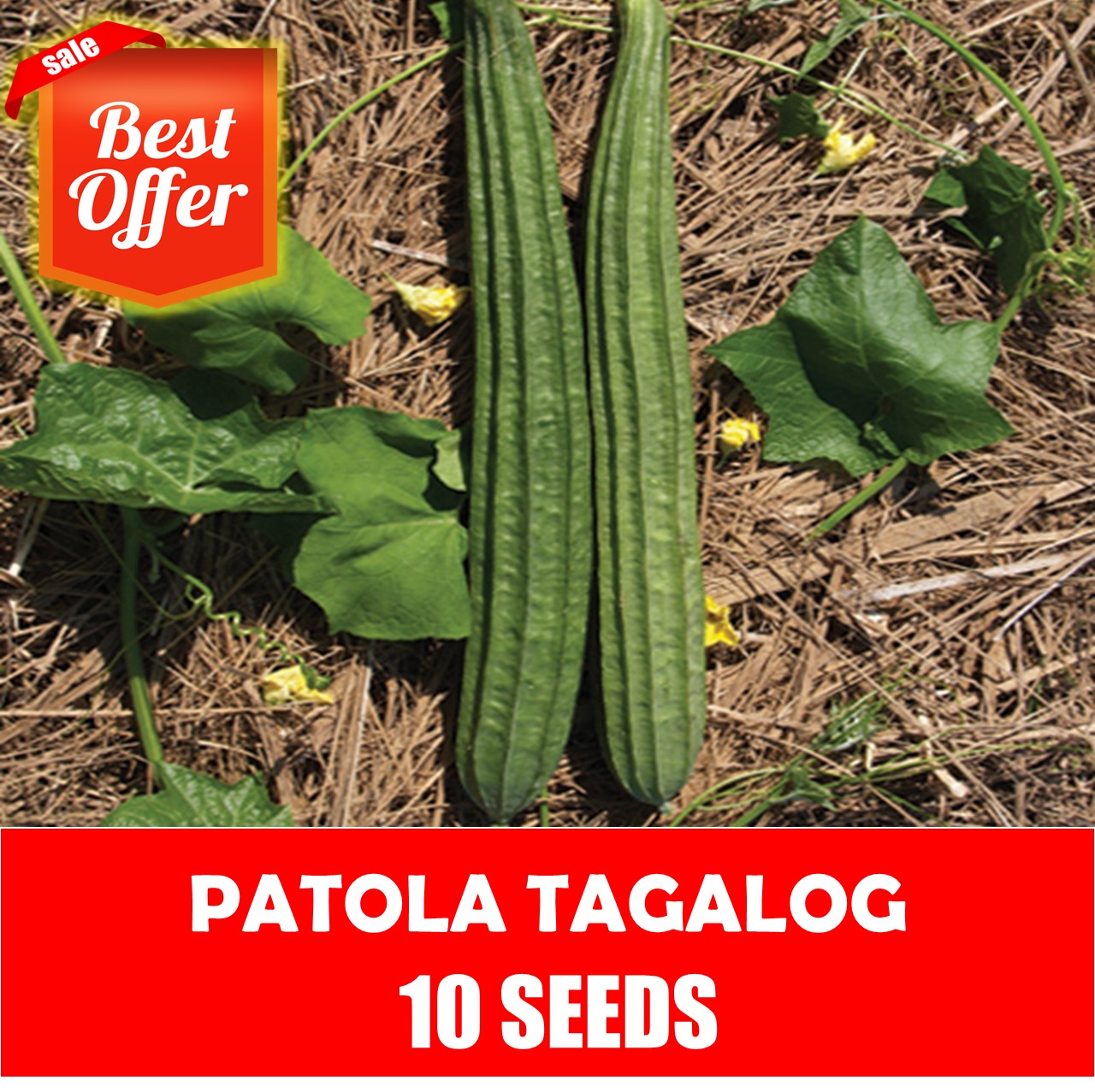 Patola Tagalog Seeds - Vegetable Seeds | Lazada PH