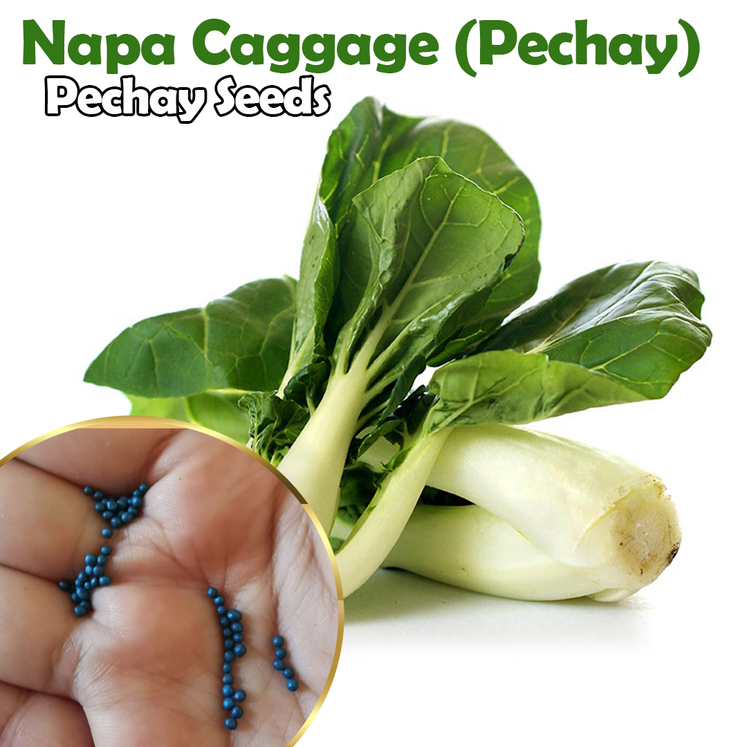 Pechay Pavito Seeds for Planting Vegetable Plants (15 Seeds) & FREE ...