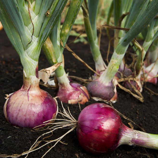 Red Dragon onion Hybrid seeds ( 20 seeds ) | Lazada PH
