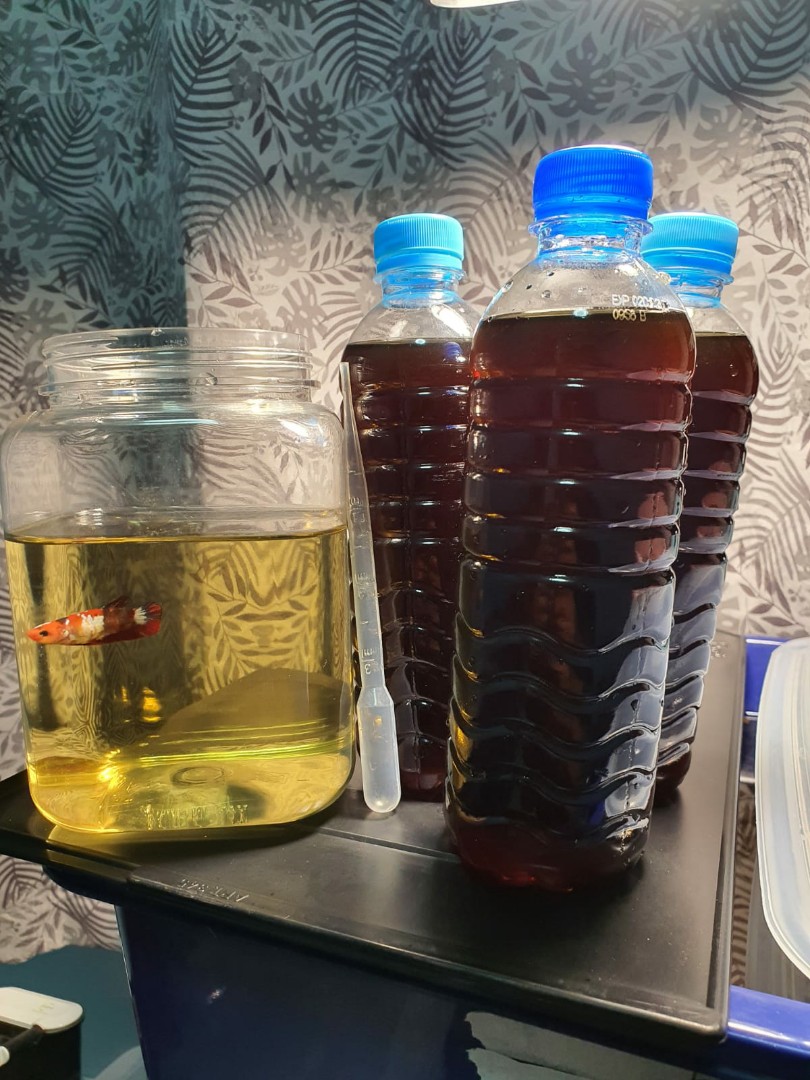 Ketapang Extract 250ml with FREE 5 Talisay Leaves | Lazada PH