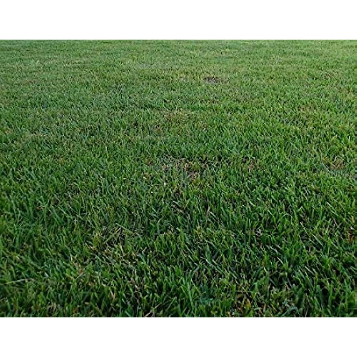 seeds Zenith Zoysia Grass Seeds/Lawngrass Seeds For your lawn, | Lazada PH