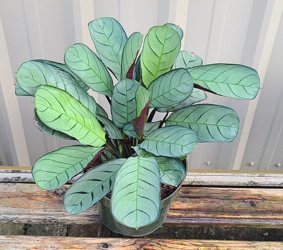 99 PESOS Calathea Collection Live Plant with FREE Plastic Pot and ...
