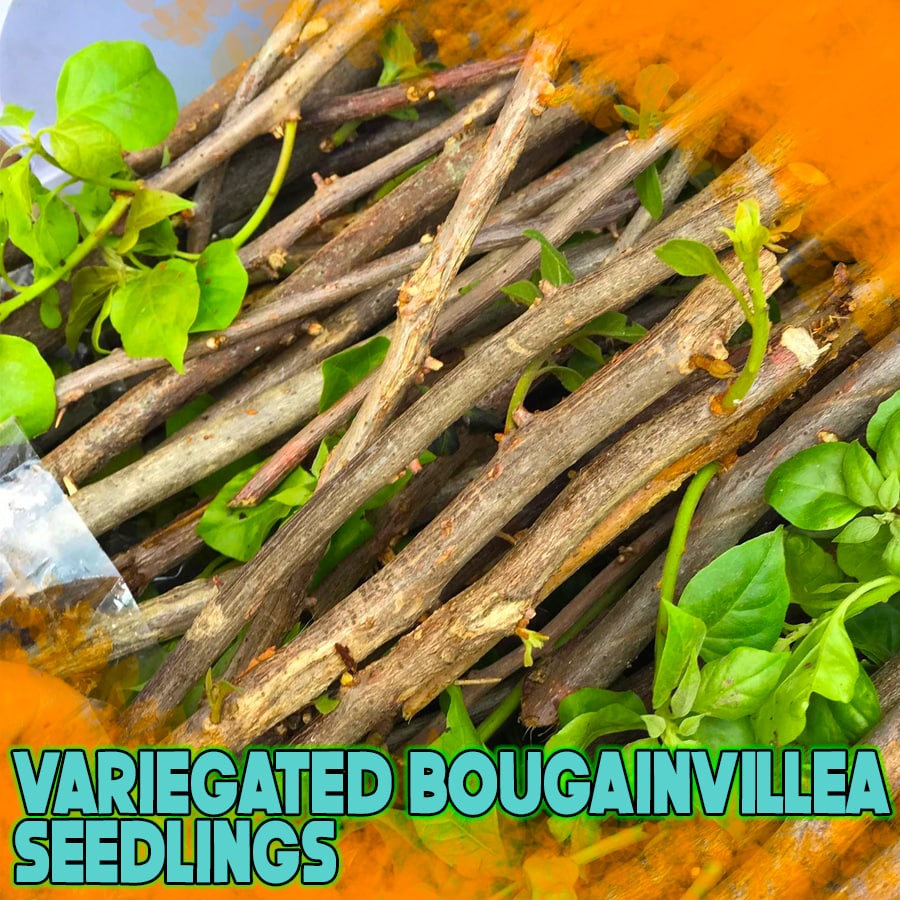 Rare Bougainvillea Cuttings Gardening Flower Plants Gardening Flower