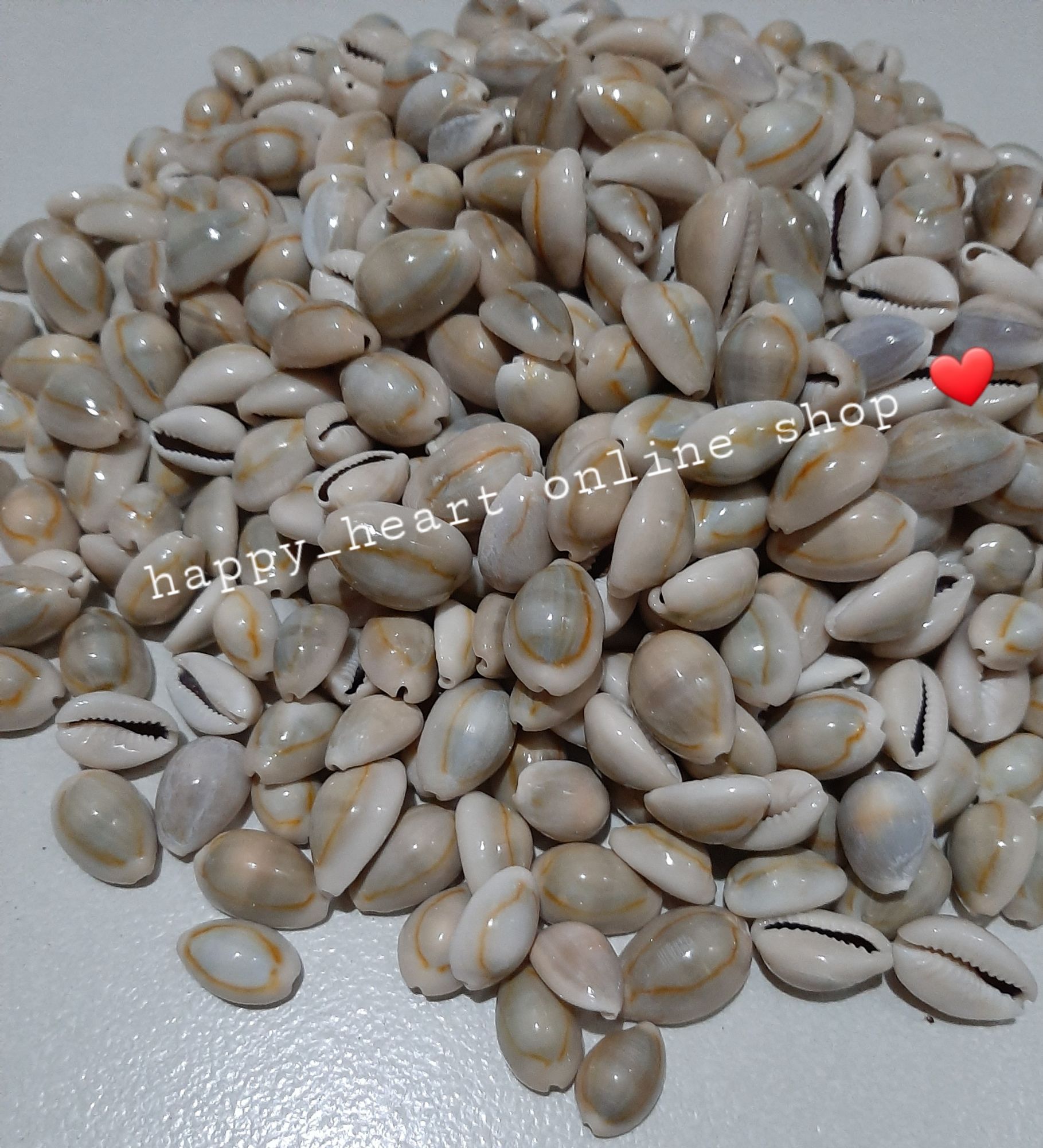 Sigay Sea Shells Small for Sungka 100pcs | Lazada PH