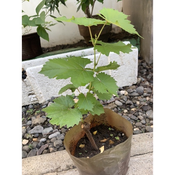 Black Ribier Grapes Sapling- Ready to Plant(It's a seed, not a plant ...