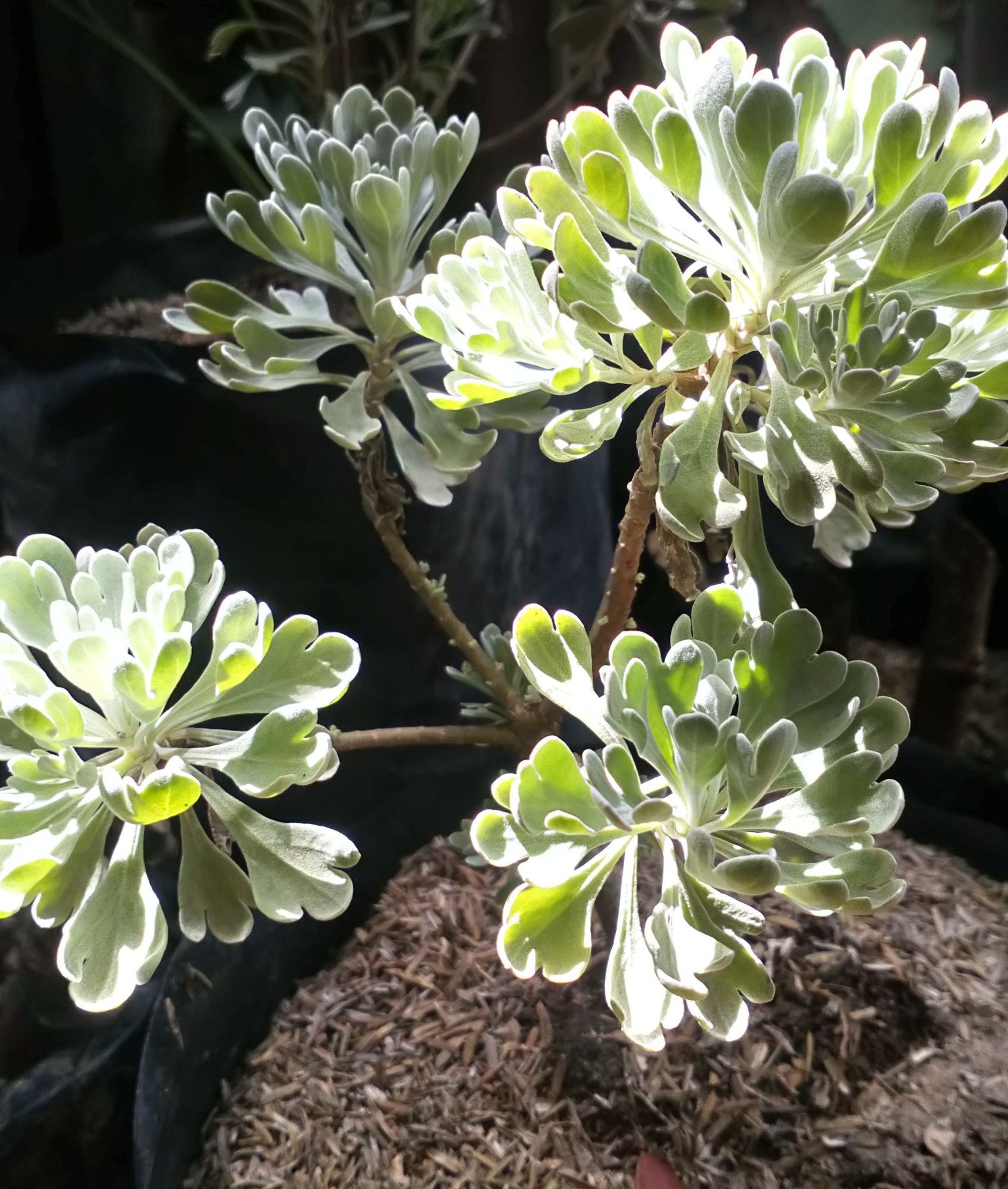 Ang Heng Ho (LUCKIEST PLANT 2021) | Lazada PH