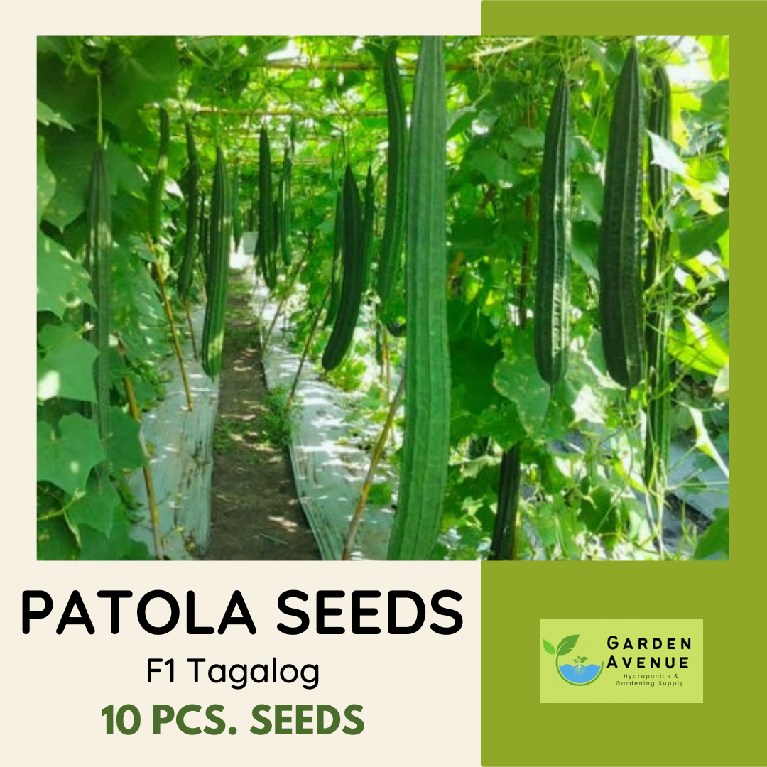 F1 PATOLA TAGALOG SEEDS (10PCS SEEDS) PRIMERA VARIETY/HIGH YIELDING ...