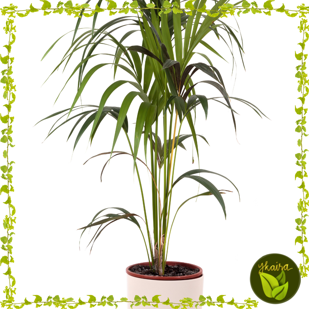 Palmera Palm Tree 5 Seeds Outdoor Garden Plant | Lazada PH