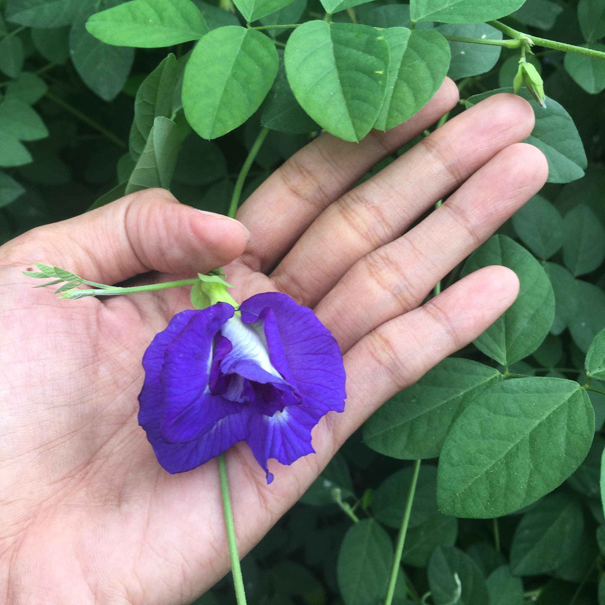 sale blue ternatea butterfly pea vine tea outdoor 5 seeds plant | Lazada PH