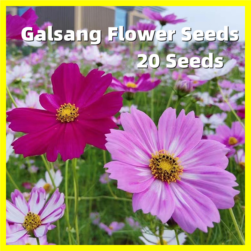格桑花 Galsang Flower Seeds - Assorted 20 Seeds Dwarf Cosmos Seed Cosmos ...