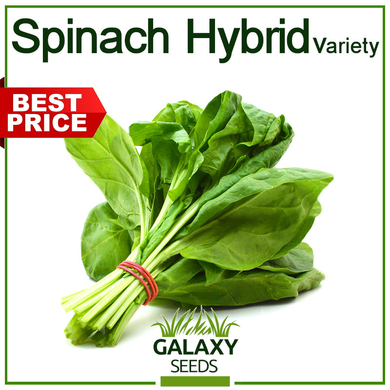 [Galaxy Seeds] Spinach Seeds for Planting Vegetable Plants (50 Seeds ...
