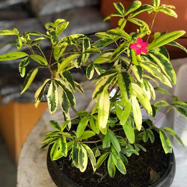 Variegated Lavinia | Lazada PH