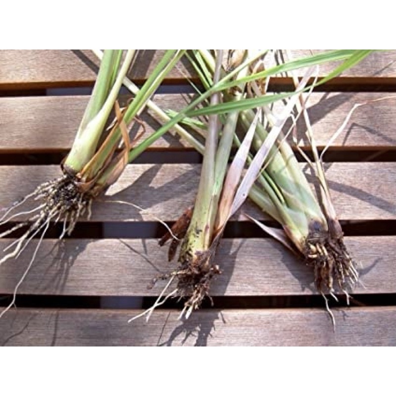 Lemon Grass/Tanglad Plant with roots (Pantanim) with FREE! | Lazada PH