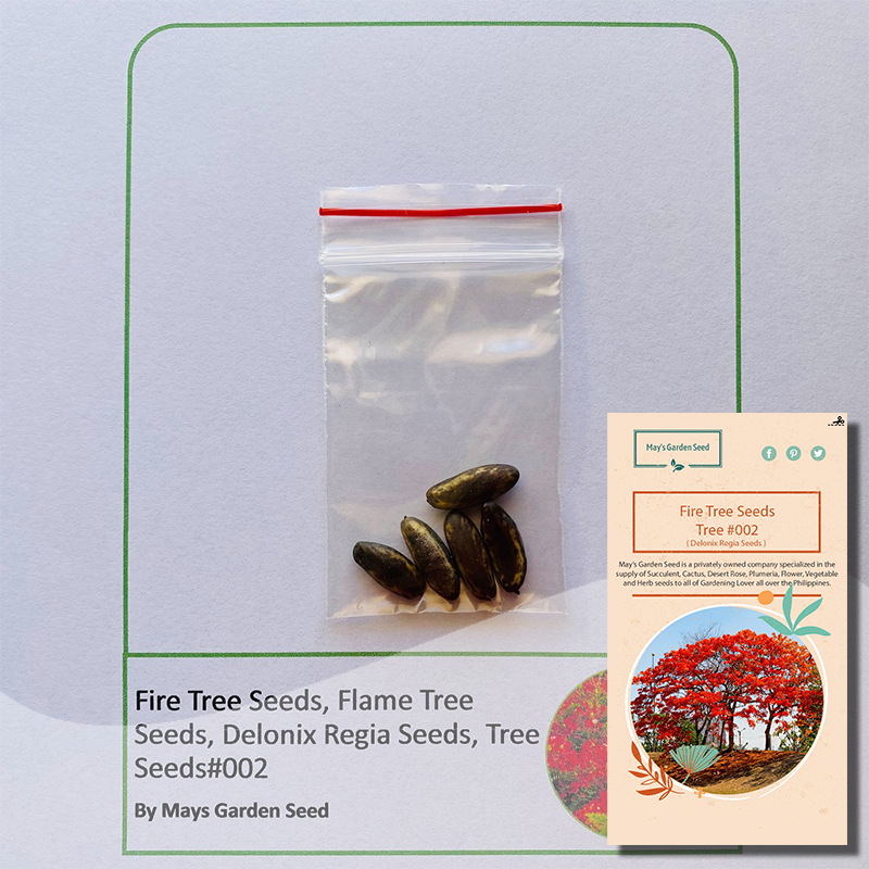 Fire Tree Seeds, Flame Tree Seeds, Delonix Regia Seeds, Tree Seeds#002 ...