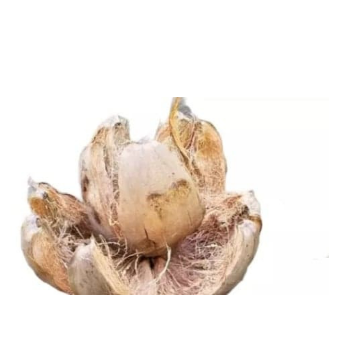 LLC's Bunot/ Coconut Husk for plants/ husk that used for orchids and ...