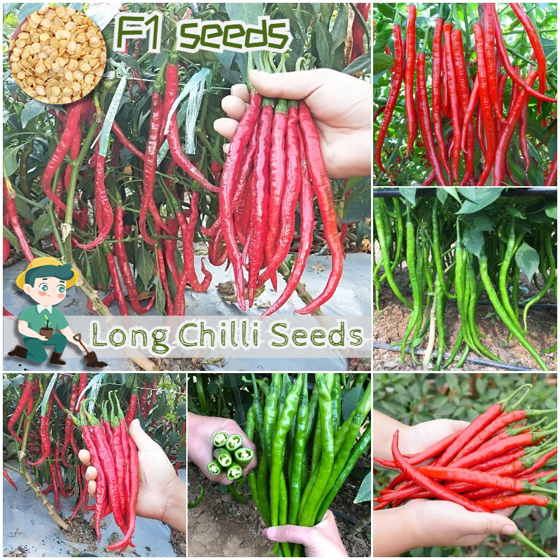 [100% Original] Long Chilli Seeds for Sale Organic Vegetables Seeds for ...