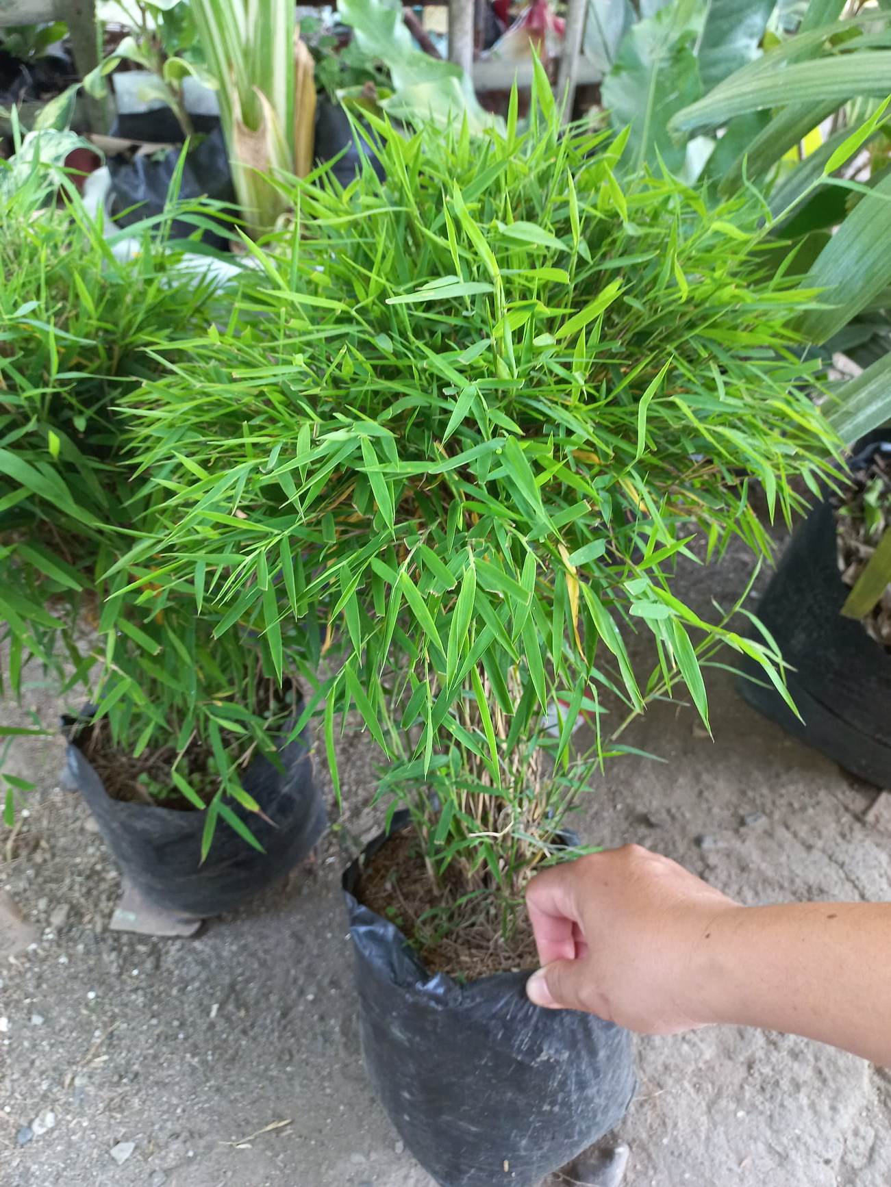 BAMBOO DWARF BURMESE BAMBOO OR CHINESE BAMBOO LIVE PLANT LIVE PLANT ...