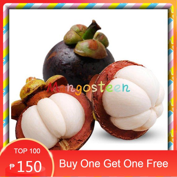 [Buy One Get One Free] 50Pcs/Pack Mangosteen Seeds Tropical Sour Sweet ...