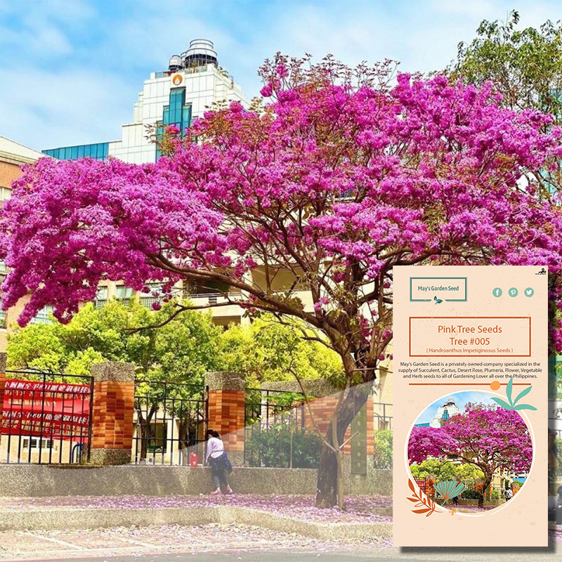 Pink Tree Seeds, Pink Trumpet Tree Seeds, Handroanthus Impetiginosus ...