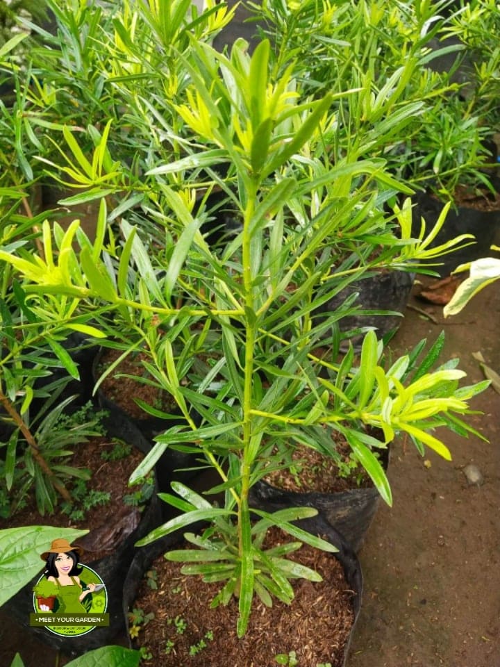 Maki Plant with FREE white plastic pot, pebbles and garden soil ...
