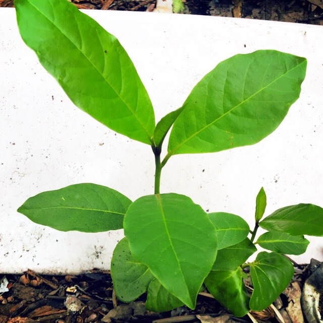 Grafted Talisay Seedlings Plant | Lazada PH