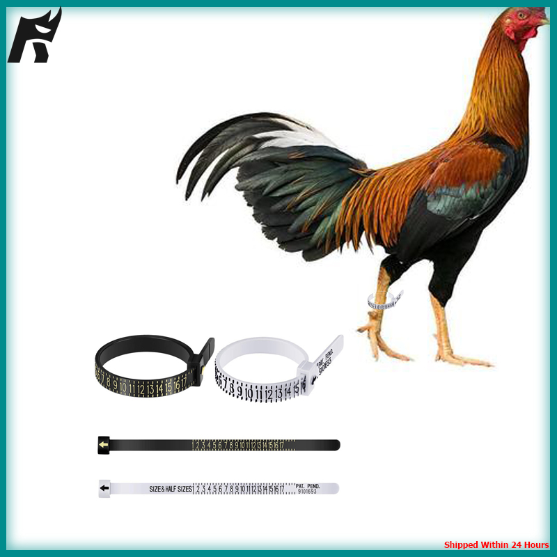 Gamefowl Rooster Chick leg foot measuring ruler Poultry leg measuring ...