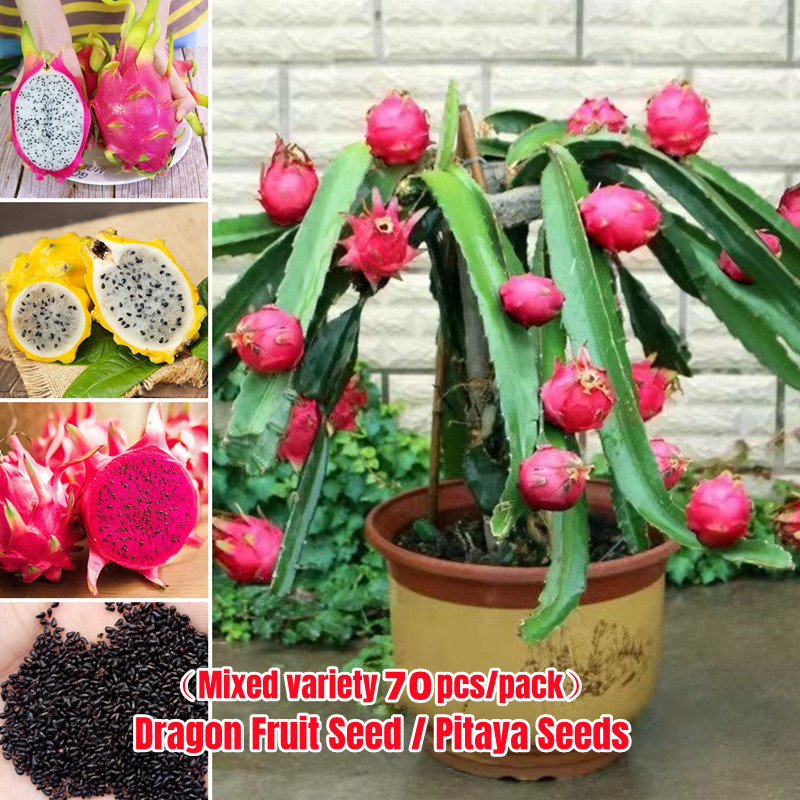 [Easy To Grow In Philippines] Mixed Varieties Edible Bonsai Pitaya ...