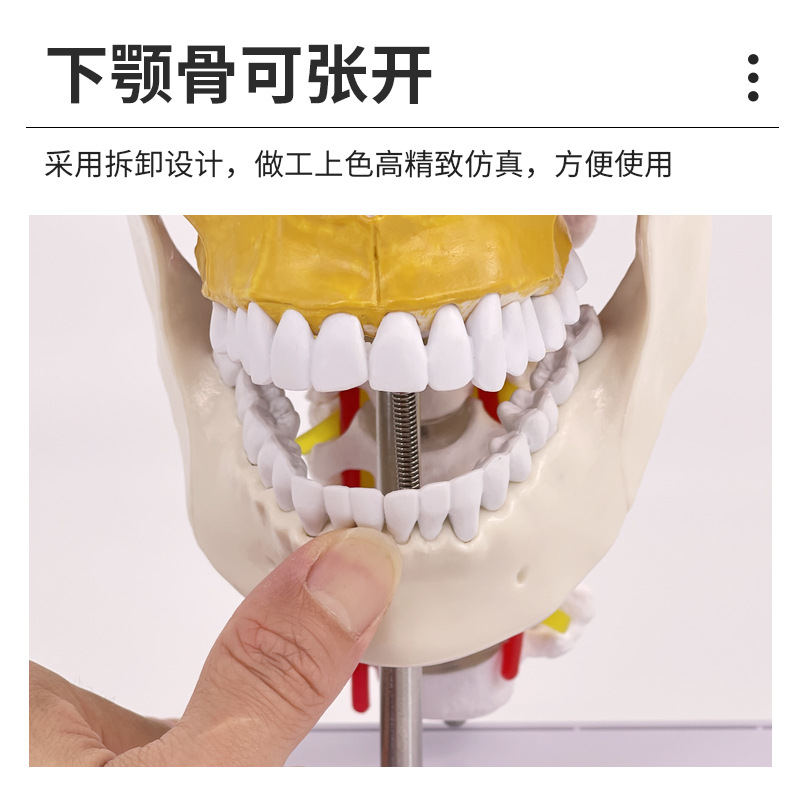 Skull Skull Teaching Simulation Skull Model Skull Model Function ...
