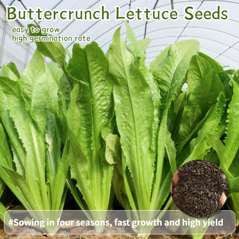 [Easy to grow in Philippines] High Yield Buttercrunch Lettuce Seeds ...