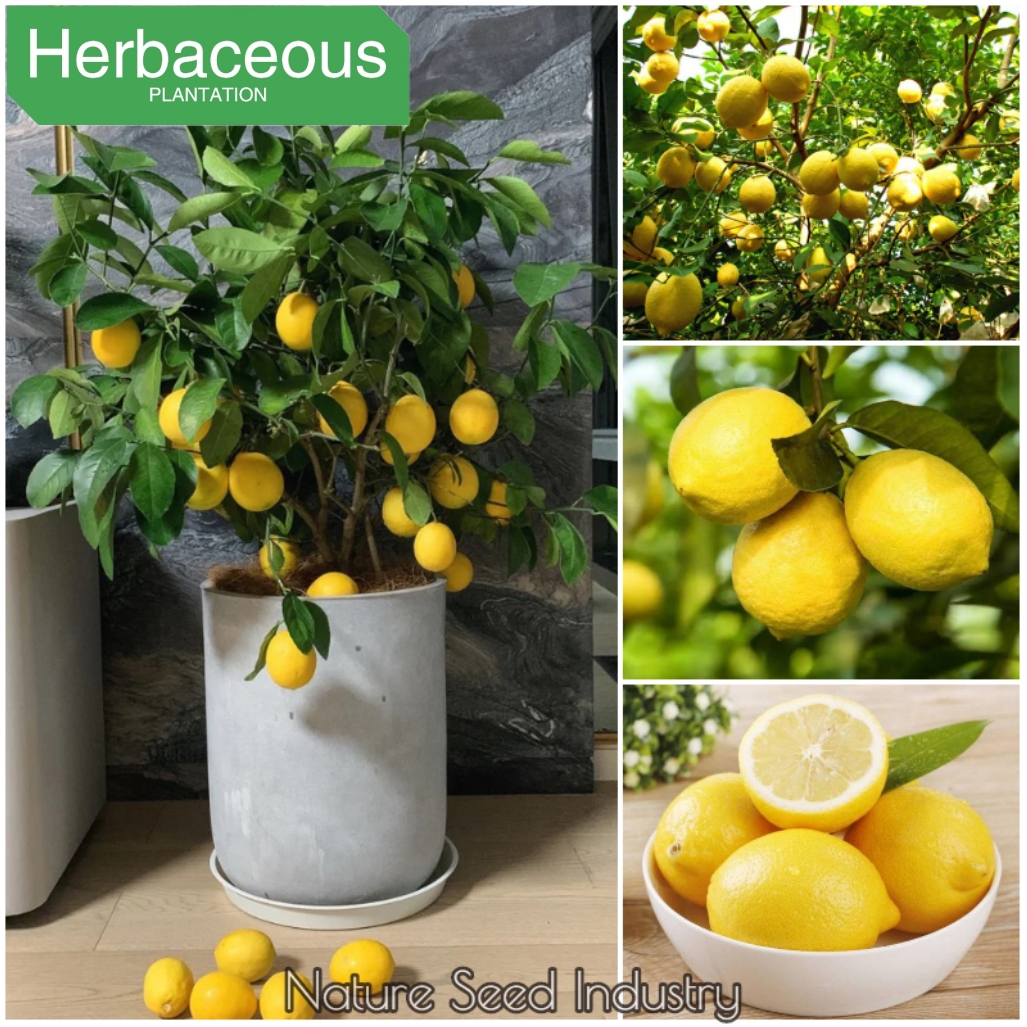20seeds Dwarf Lemon Seeds for Planting-Fruit Seeds Bonsai Tree Live Plants Balcony Fruits Potted ...