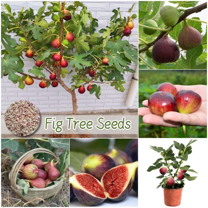 [100% Original Seed] Bonsai Fig Tree Seeds for Planting Fruit Plants ...