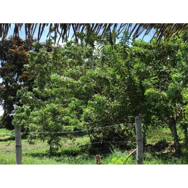 Kakawate or Madre de Cacao Cuttings 12 pcs | Lazada PH