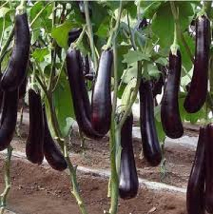 TALONG SEEDS HYBRID(EGGPLANT) LONG DARK PURPLE | Lazada PH