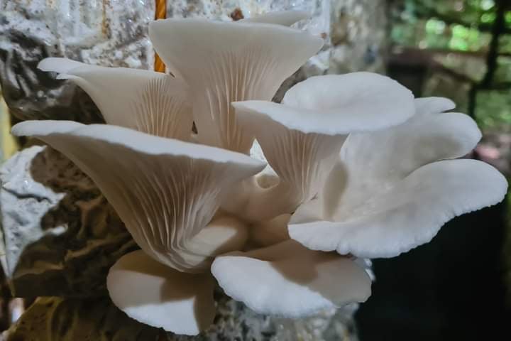 [GIANT BIG - WHITE MUSHROOM FRUITING BAG] FRUITING BAG/ SEEDLING BAG ...